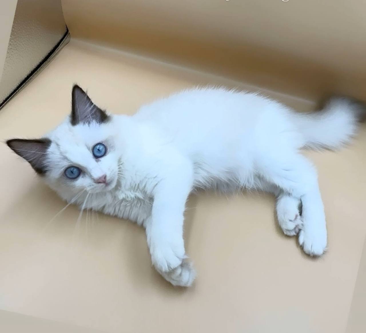 The Only Ragdoll Cattery Singapore | Ragdolls for Sales